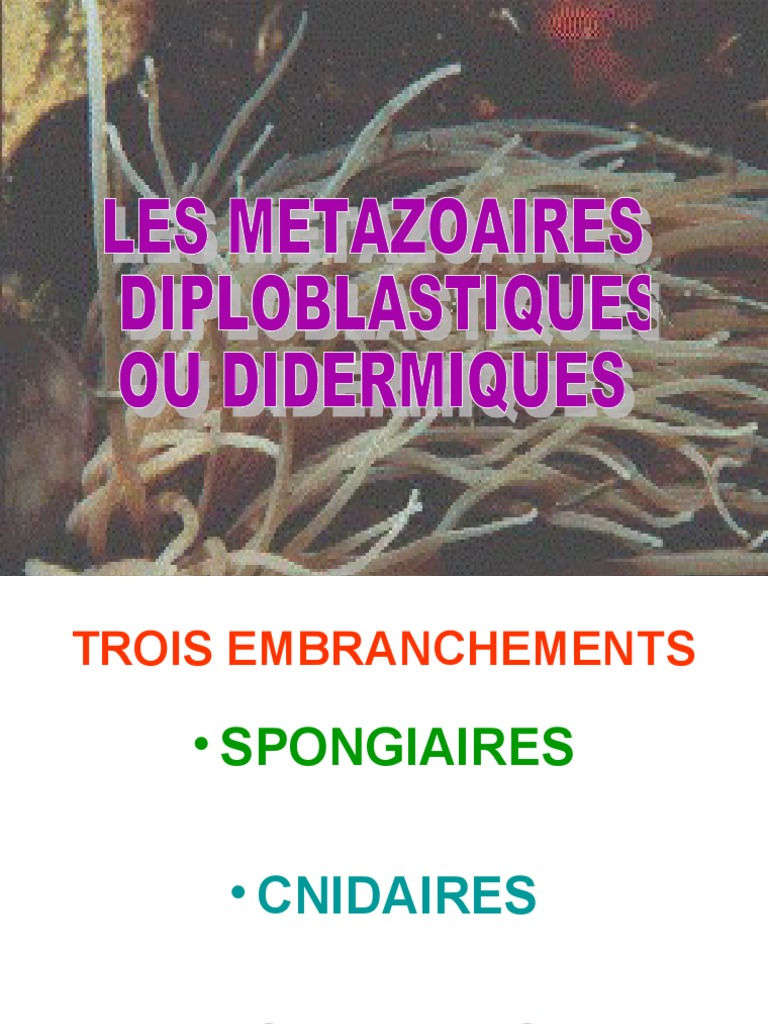 3-Cours Spongiaires | PDF | Éponge | Anatomie