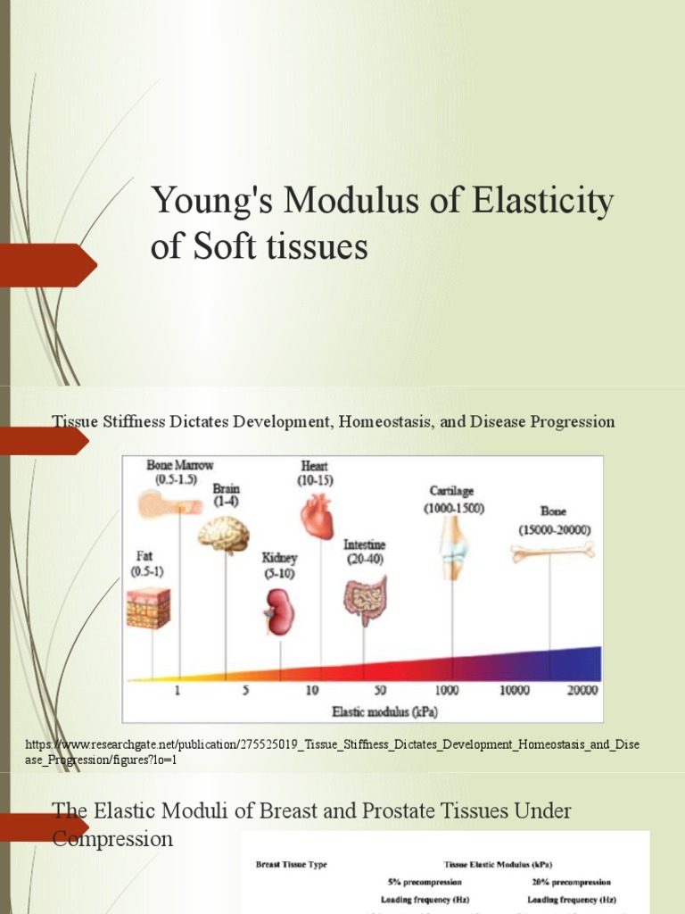 Young's Modulus of Elasticity of Soft Tissues | PDF