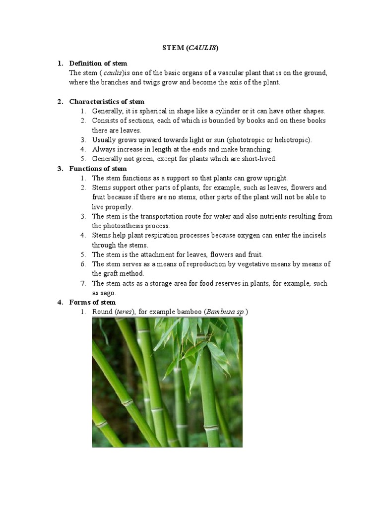 Stem (Caulis) 1. Definition of Stem | Download Free PDF | Plant Stem | Leaf