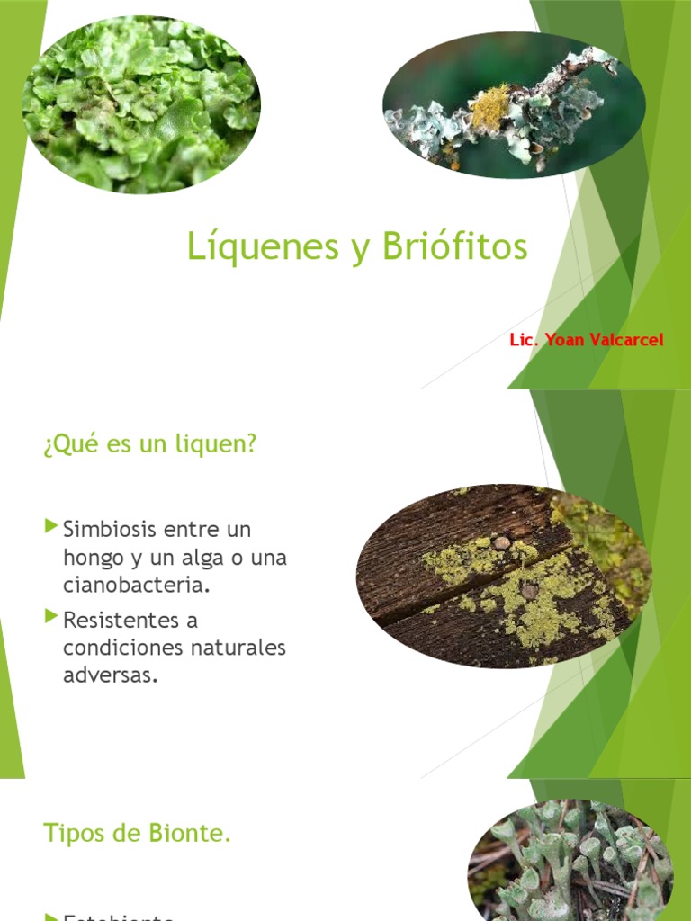 Liquenes y Briófitos | PDF | Ciencia y matemáticas