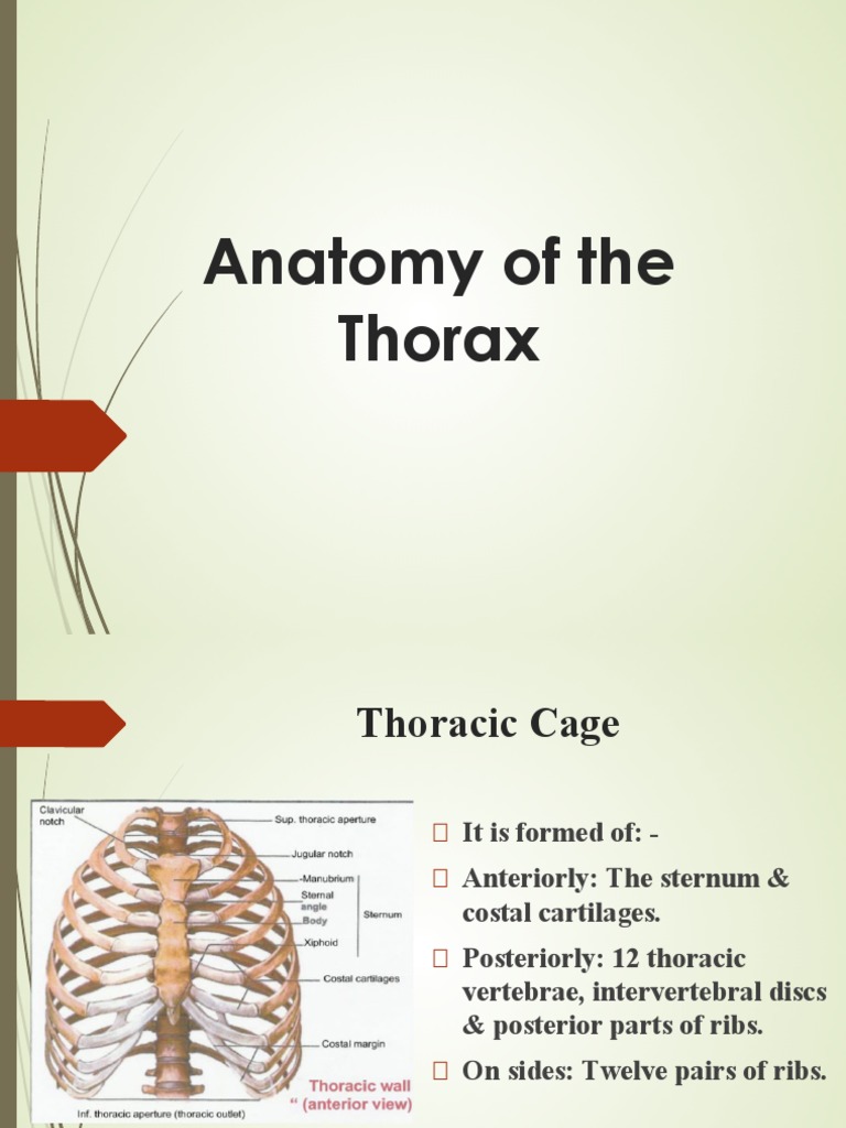 Vertebrocostal Ribs