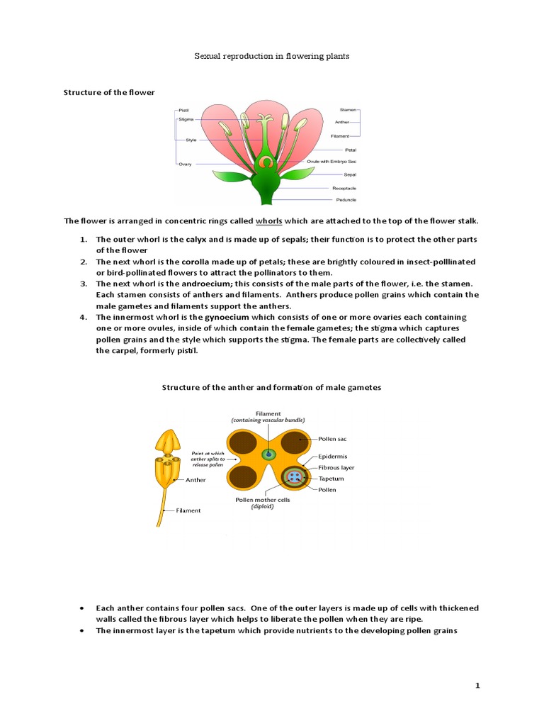 Sexual Reproduction in Plants | PDF | Flowers | Fertilisation