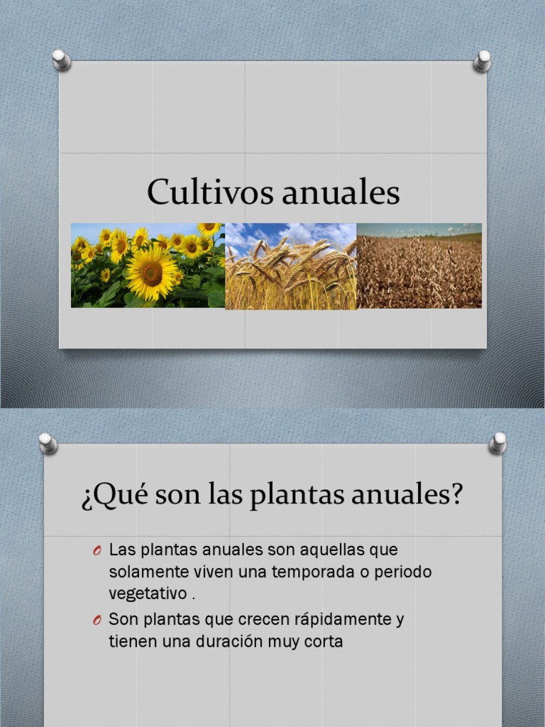 Cultivos Anuales | PDF | Plantas | Botánica