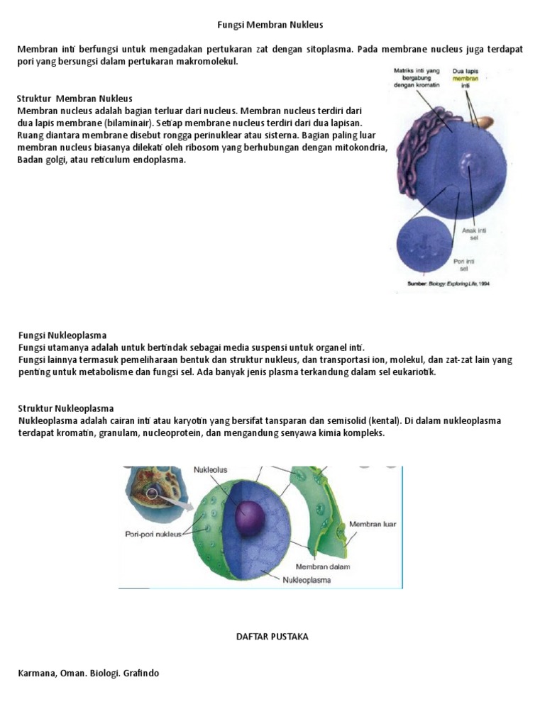 Struktur Dan Fungsi Membran Nuklus Dan Nukleoplasma | PDF