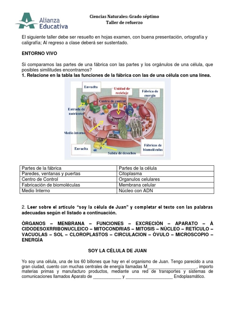 Ciencias Naturales: Grado Séptimo Taller de Refuerzo | PDF | Nucleo ...