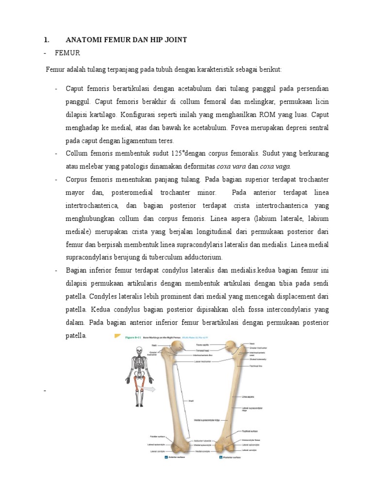 Anatomi Femur | PDF