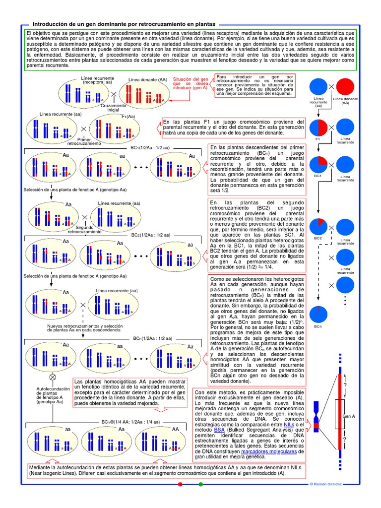 Esquema de Retrocruzamiento | PDF | Dominancia (Genética) | Genotipo
