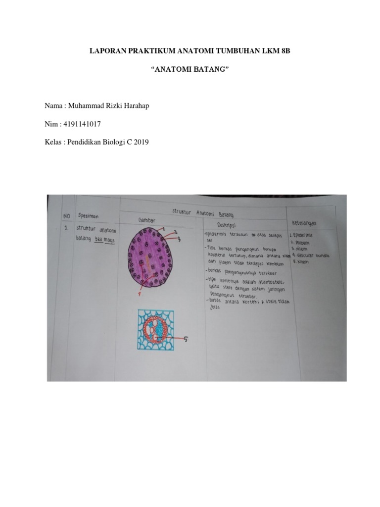 Laporan Anatomi Batang Muhammad Rizki Harahap | PDF