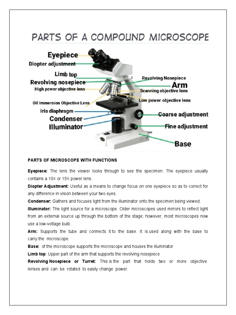 Parts Of A Compound Light Microscope Worksheet
