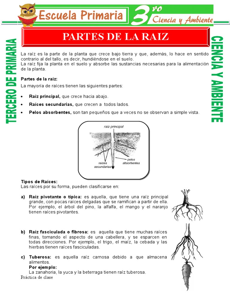 Partes de La Raiz para Tercero de Primaria | PDF | Raíz | Plantas