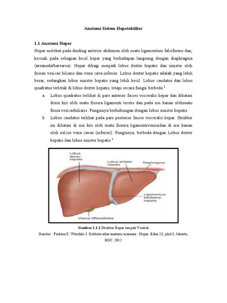 Anatomi Sistem Hepatobilliar | PDF