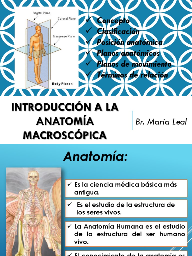 Anatomia Diapositivas Conceptos Basicos Clase 1 | PDF | Términos ...