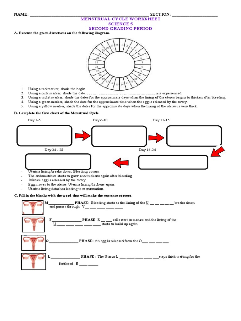 Worksheet Menstrual Cycle | PDF