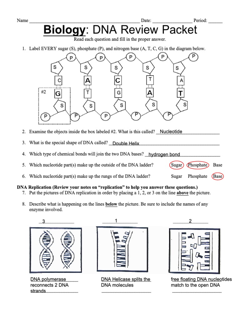 DNA Review Packet | PDF | Translation (Biology) | Dna