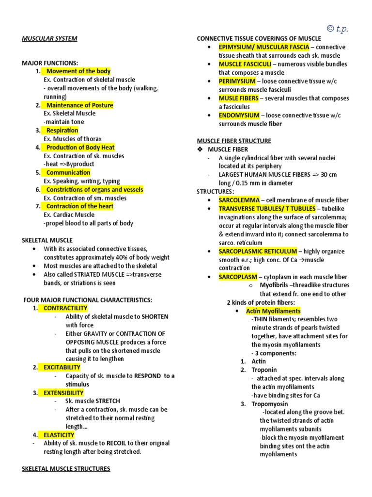 Muscular System Reviewer | PDF | Skeletal Muscle | Muscle Contraction
