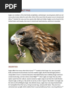 Overview of Eagle Taxonomy and Species | PDF