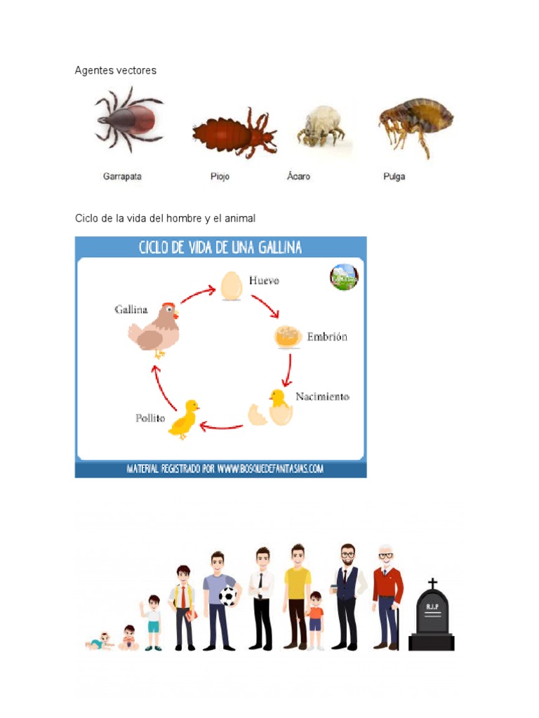 Agente Vectores | PDF