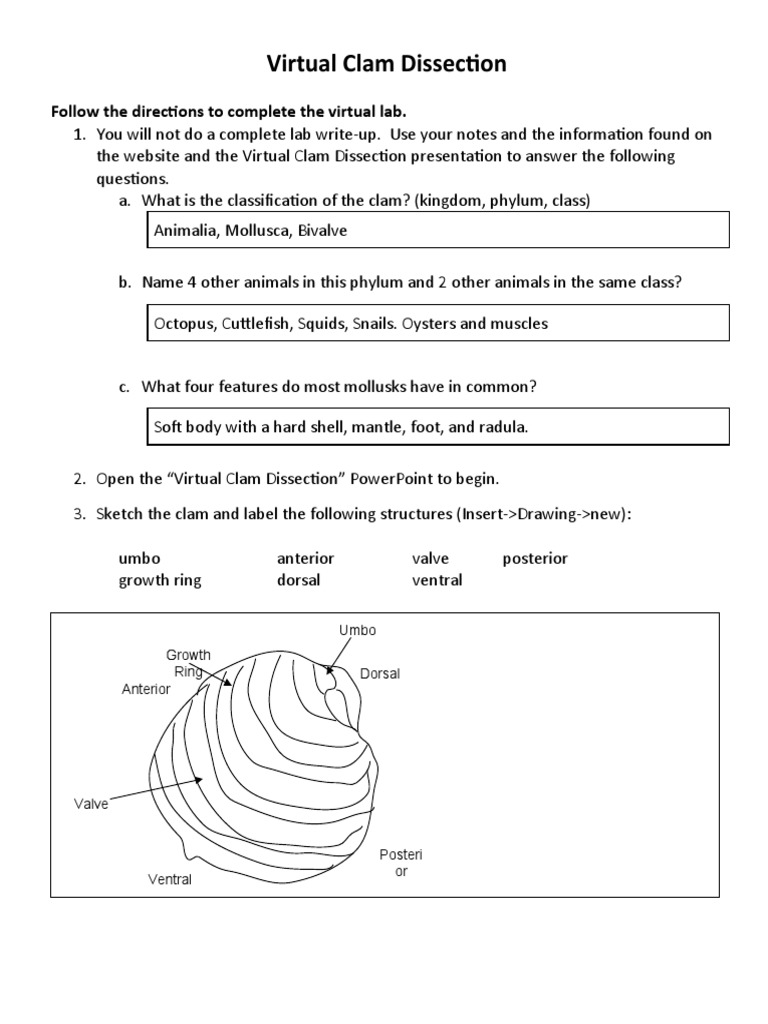Sean Burke - Online Virtual Clam Dissection Worksheet | PDF | Bivalvia ...