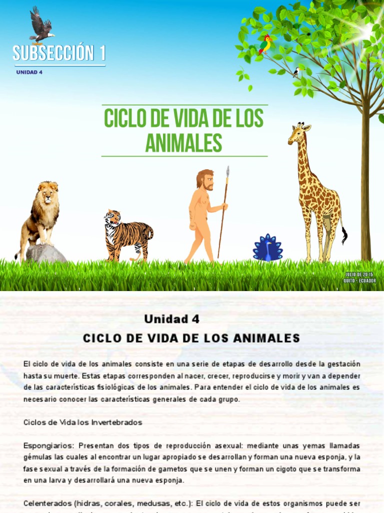 Ciclo de Vida de Los Animales | PDF | Huevo | Insectos