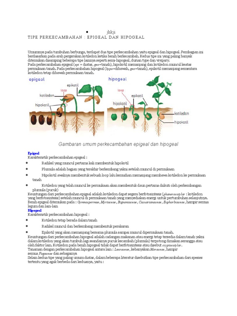 Tipe Perkecambahan: Epigeal dan Hipogeal | PDF