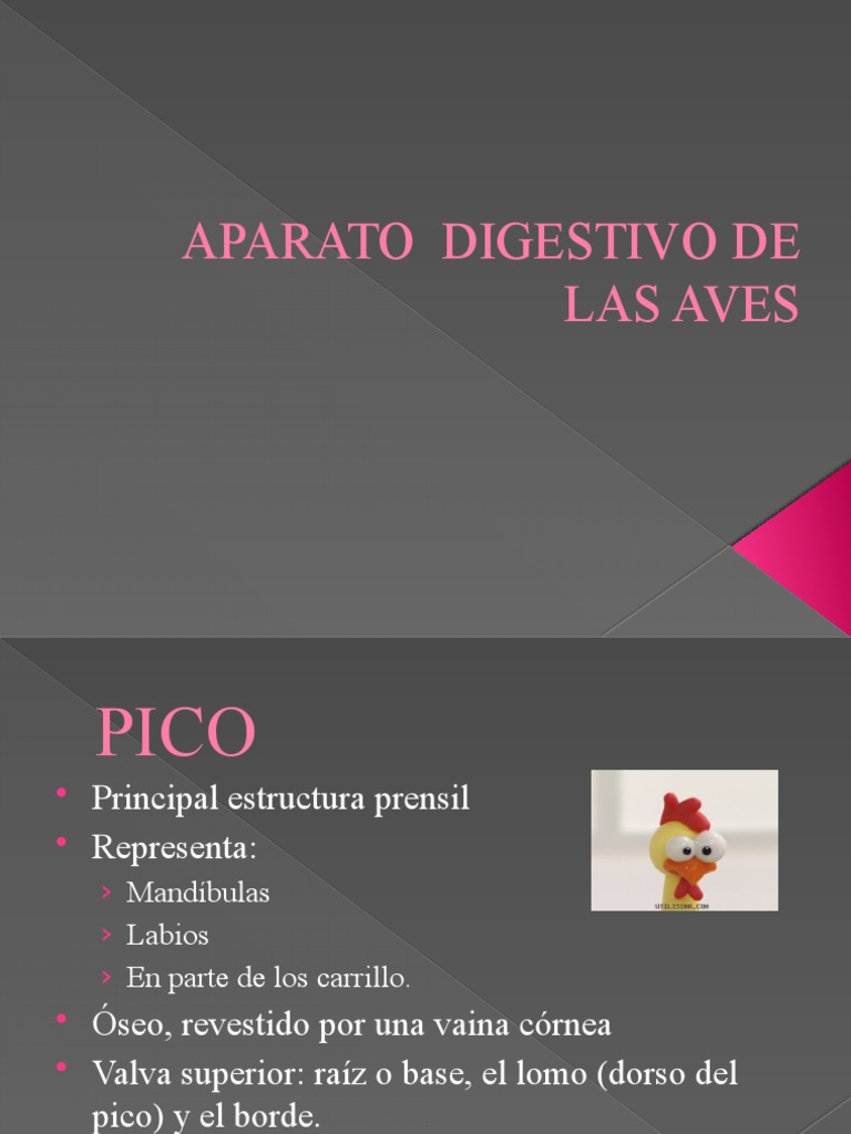 Aparato Digestivo de Las Aves | PDF | Sistema digestivo humano | Estómago