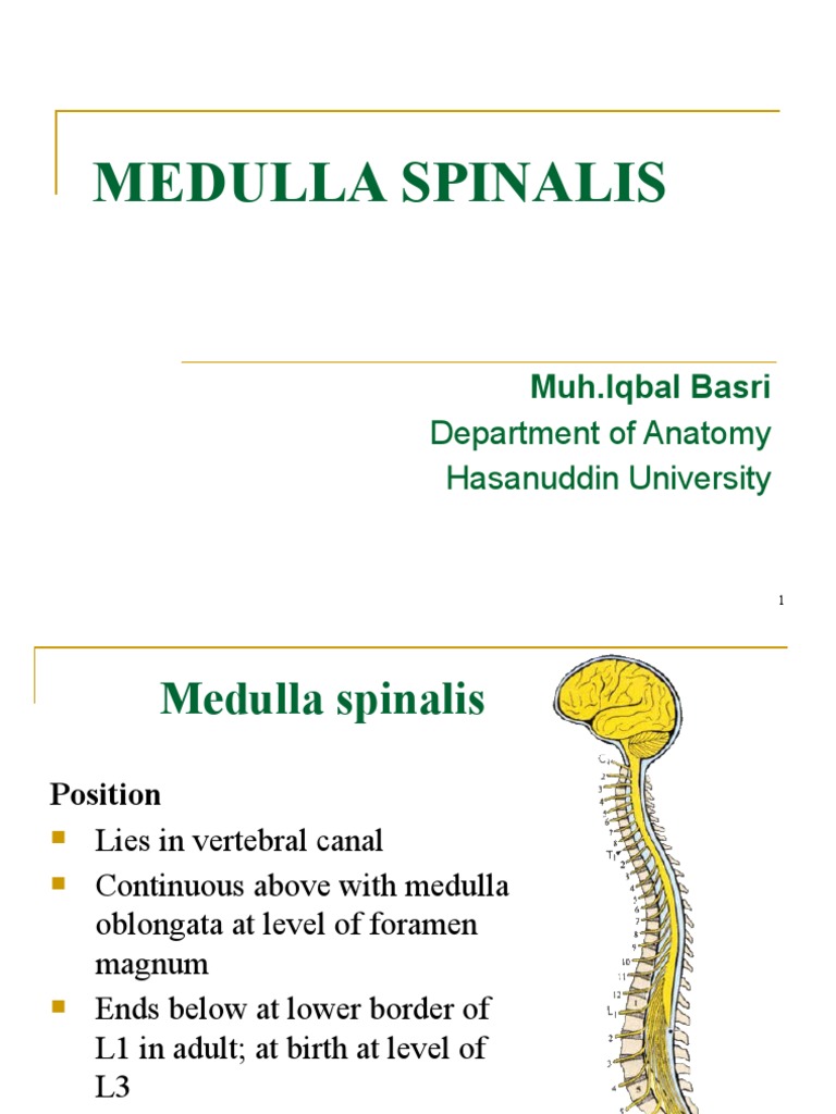 Spinalis