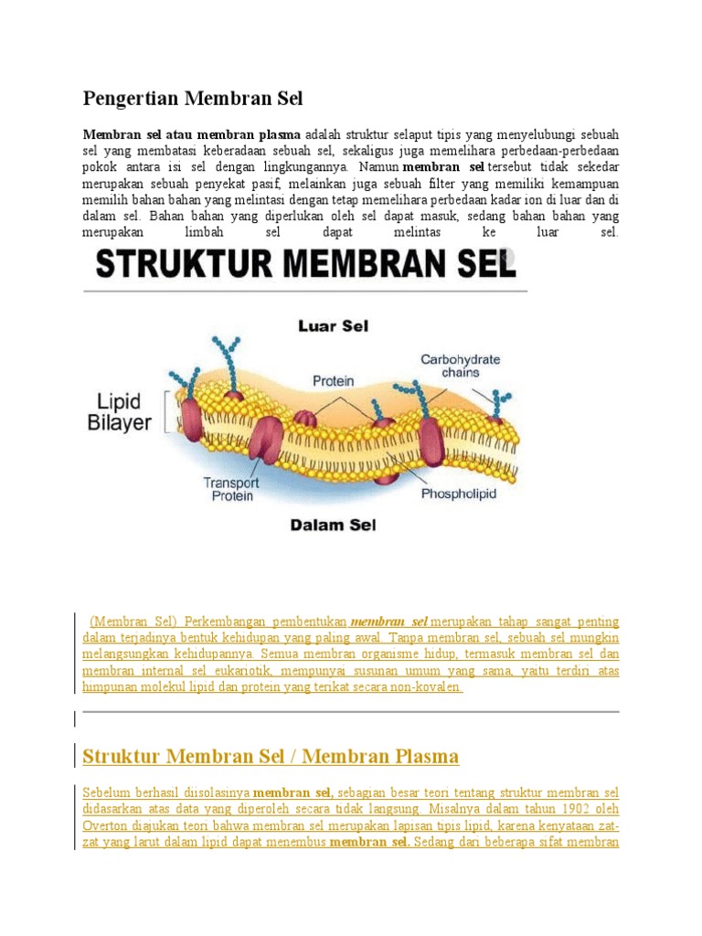 Pengertian Membran Sel | PDF