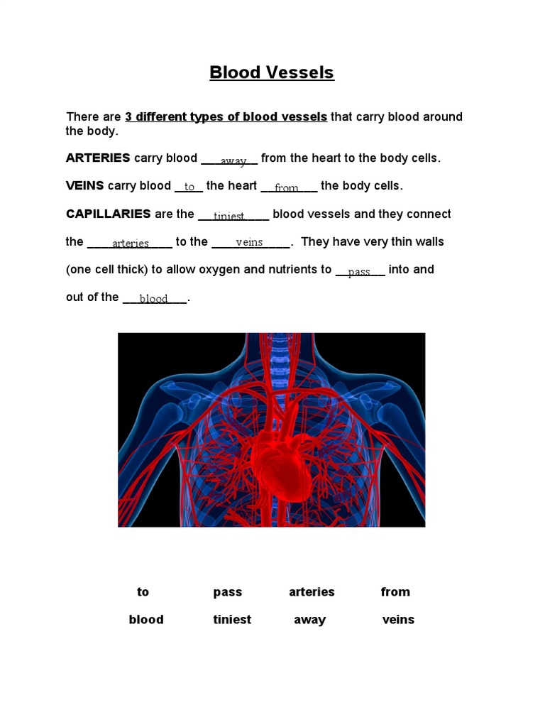 Blood Vessels: Arteries Veins Capillaries | PDF