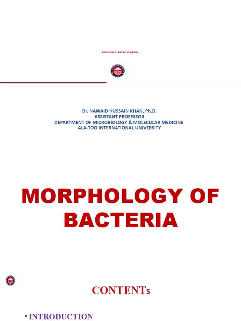 Morphology And Taxonomy Of Bacteria Pdf Bacteria Taxonomy Biology