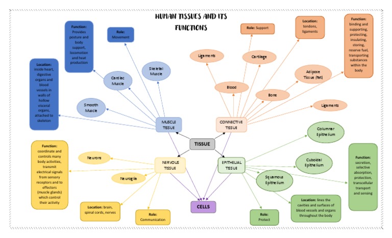 Human Tissues and Its Functions | PDF | Epithelium | Tissue (Biology)