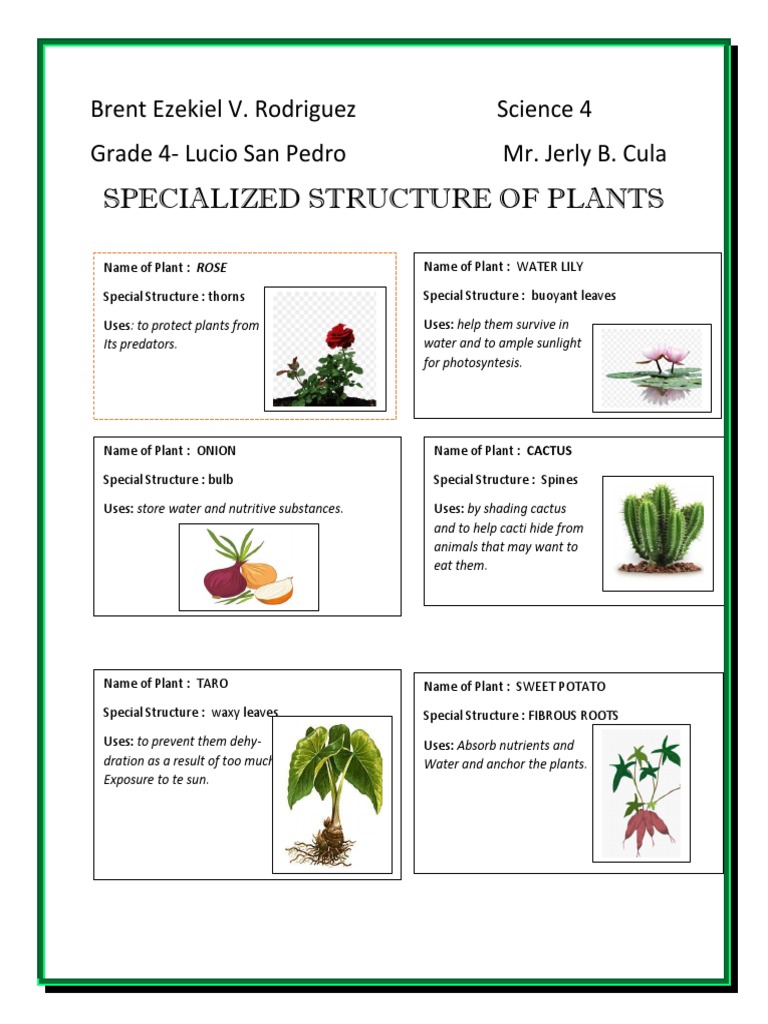 Specialized Plant Structures for Grade 4 | PDF