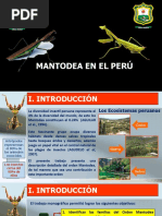 Clasificación y Morfología de Mantodea | PDF | Insectos | Artrópodos