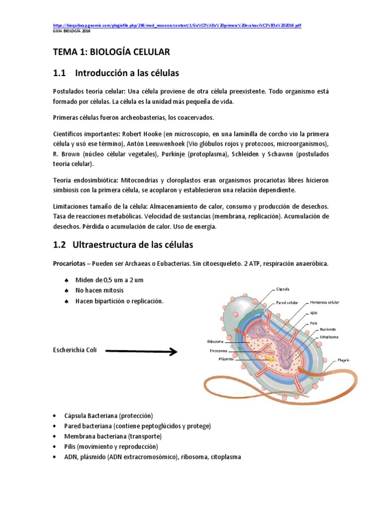 Repaso Final Biología | PDF | Mitosis | Rna
