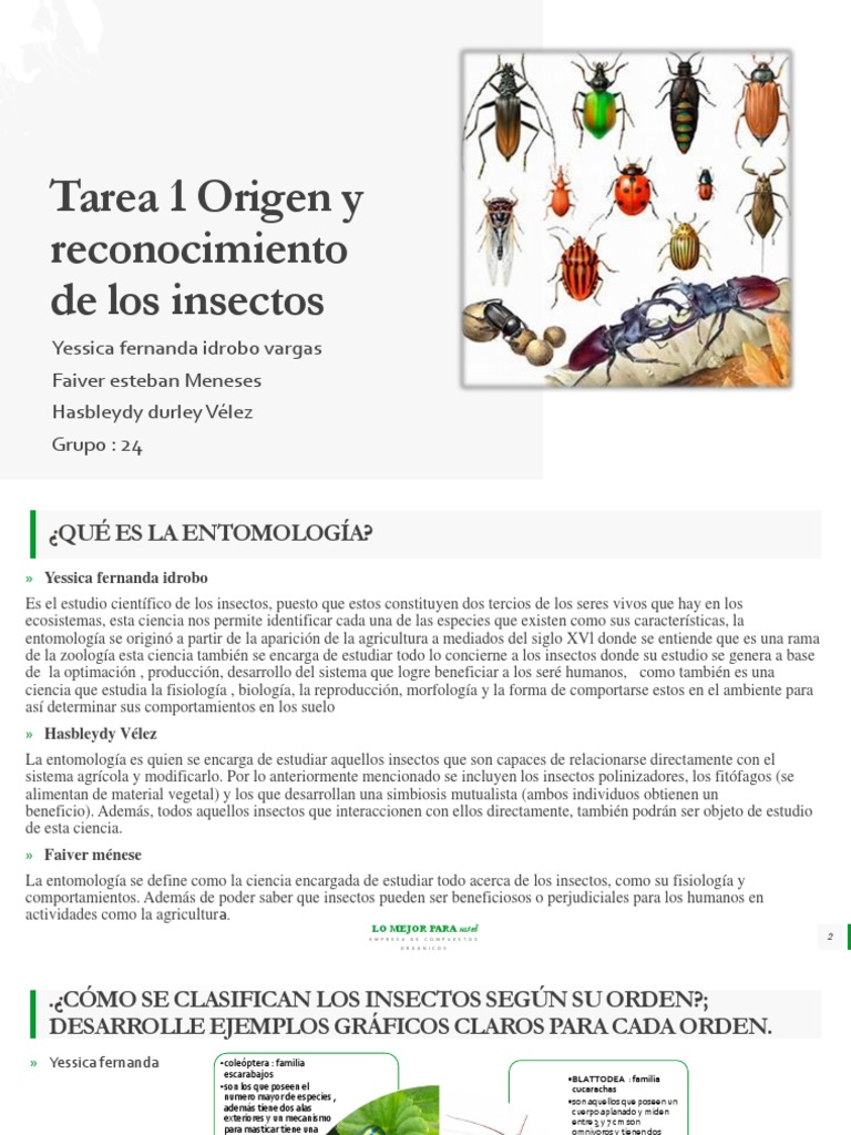 Tarea 1 Origen y Reconocimiento de Los Insectos 24 | PDF | Insectos | Mosca