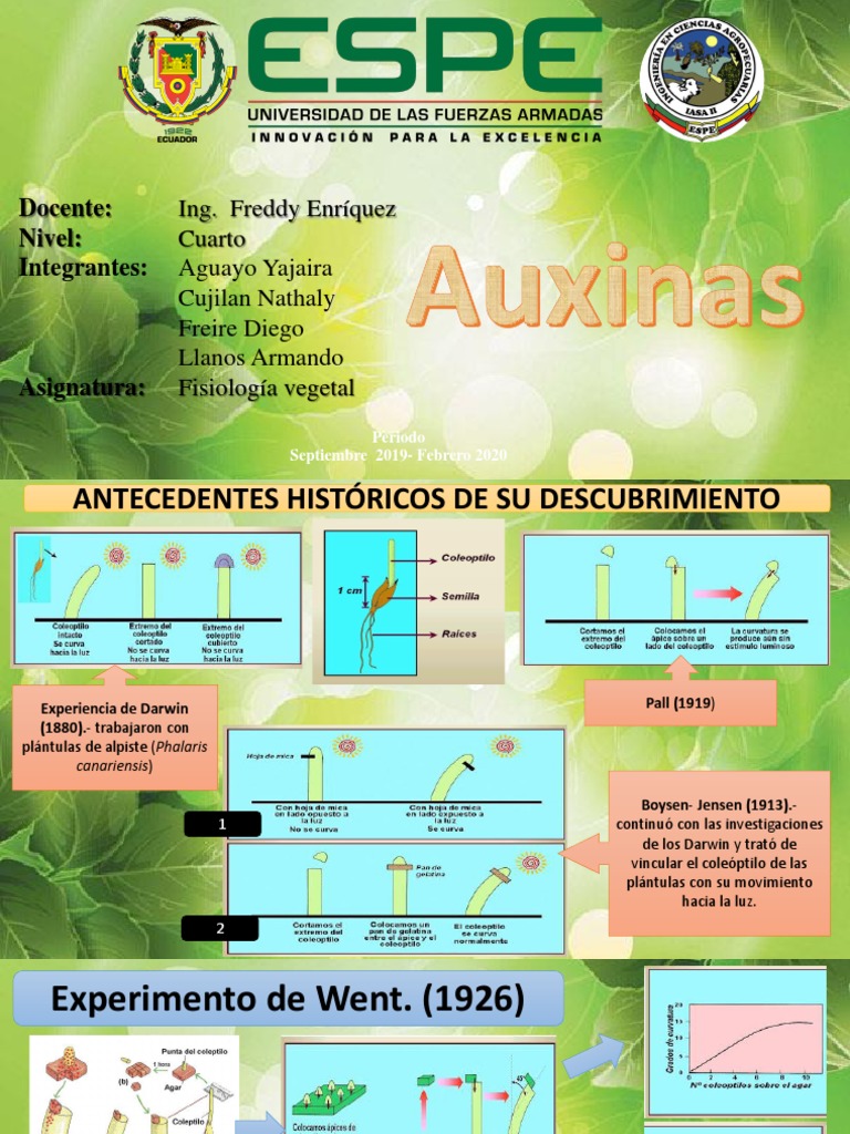 Auxinas | PDF | Auxina | Plantas