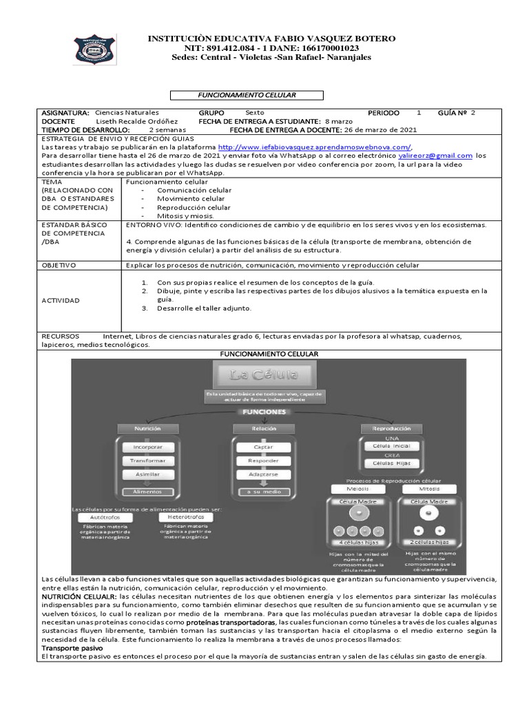 Funcionamiento Celular en Sexto Grado | PDF | Mitosis | Procesos celulares