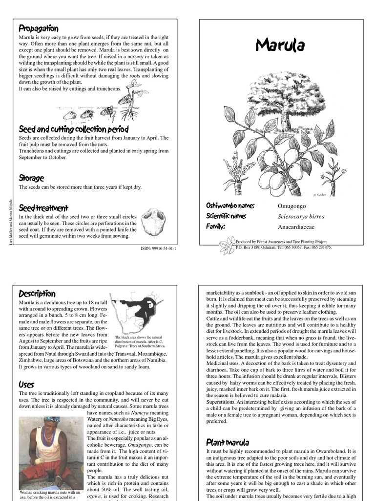 Marula | PDF | Seed | Trees