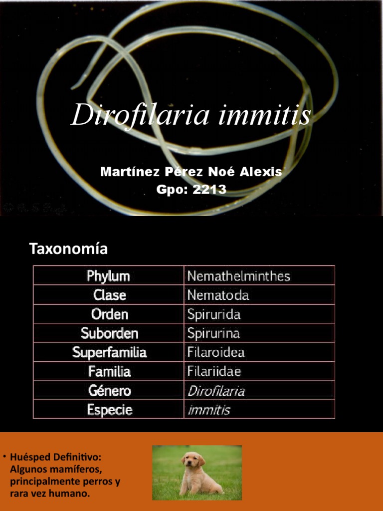 Dirofilaria Immitis | PDF | Especialidades Medicas | Enfermedades y trastornos