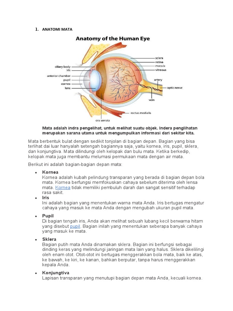Anatomi Mata | PDF