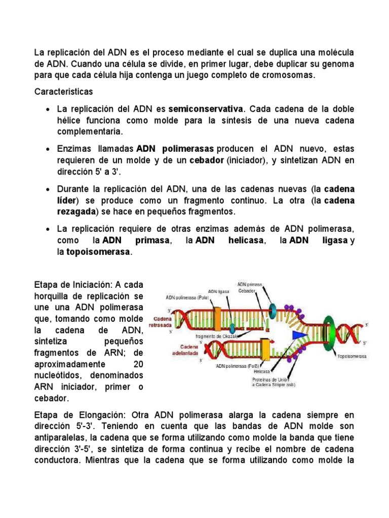 Generalidades de Biología Molecular y Genética | PDF | Traducción (biología) | Replicación De Adn