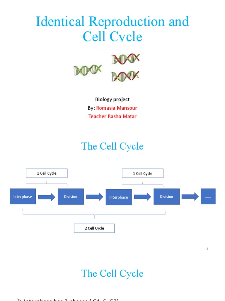 Cell Cycle & DNA Replication Basics | PDF | Cell Cycle | Dna Replication