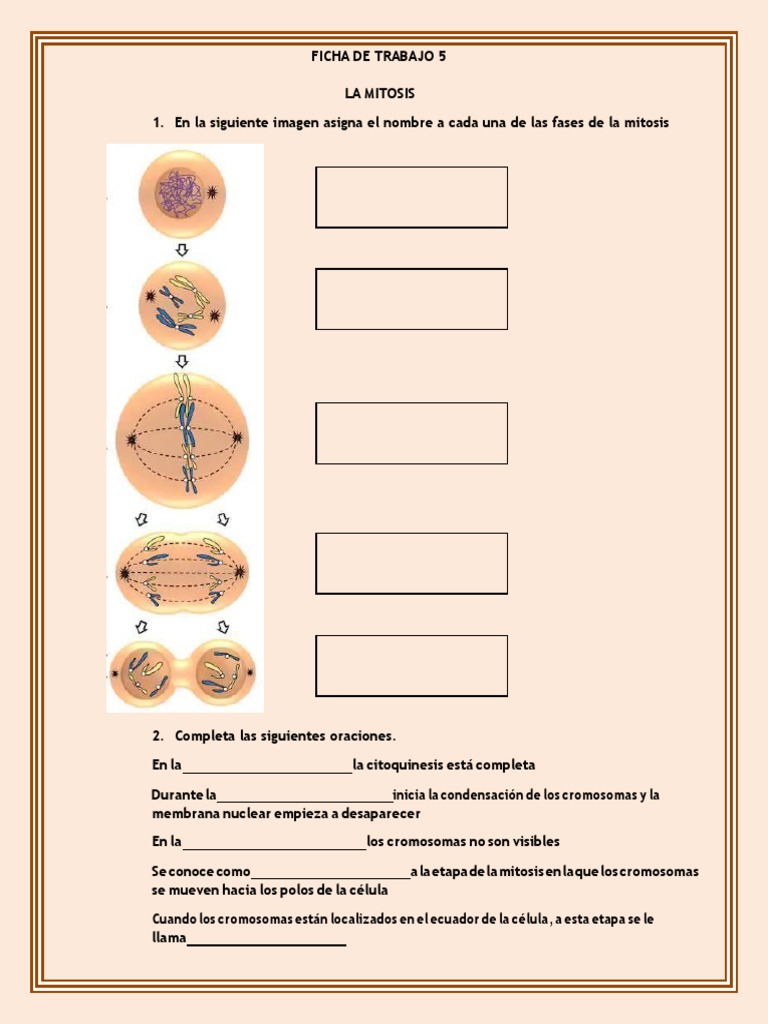 Actividad De Laboratorio Y Hojas De Trabajo Sobre Mitosis DIVISIÓN