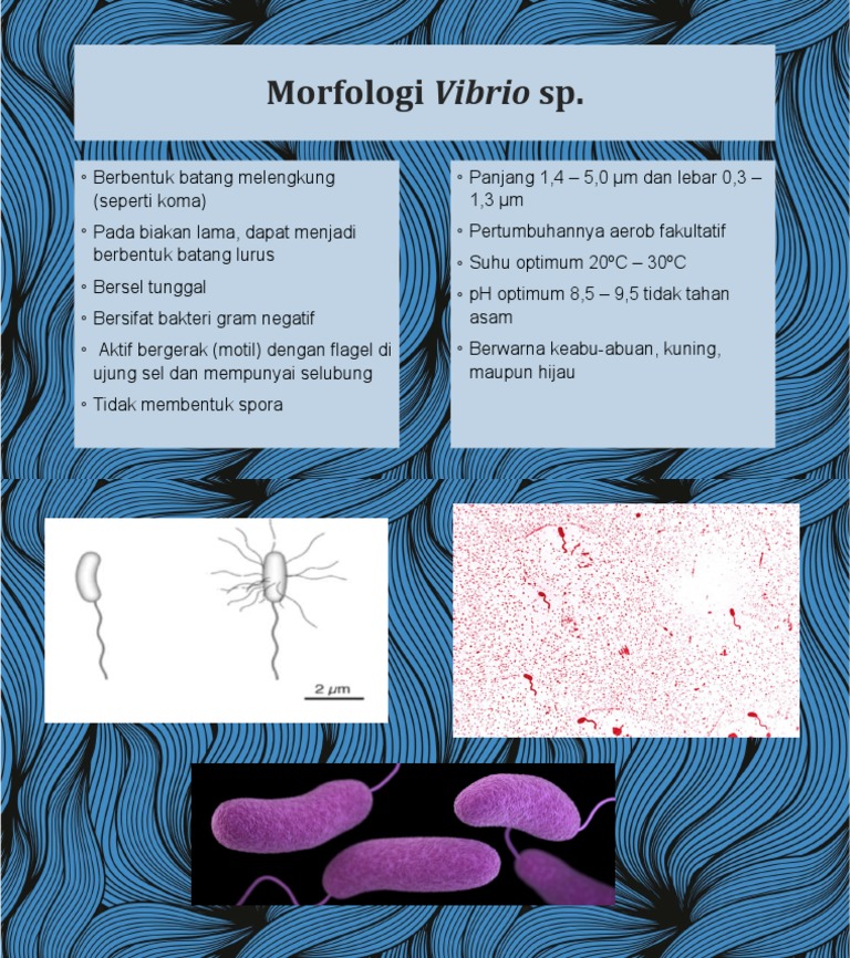 Morfologi Vibrio SP | PDF