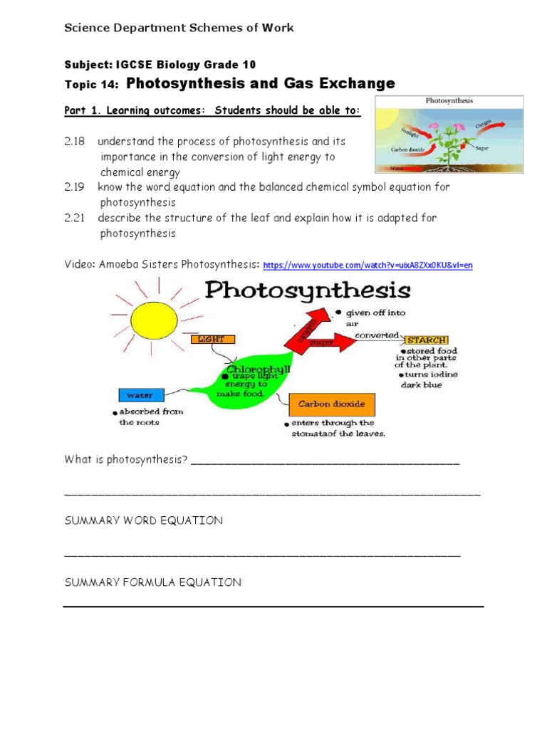 1 Worksheet Photosynthesis and Leaf Structure | PDF