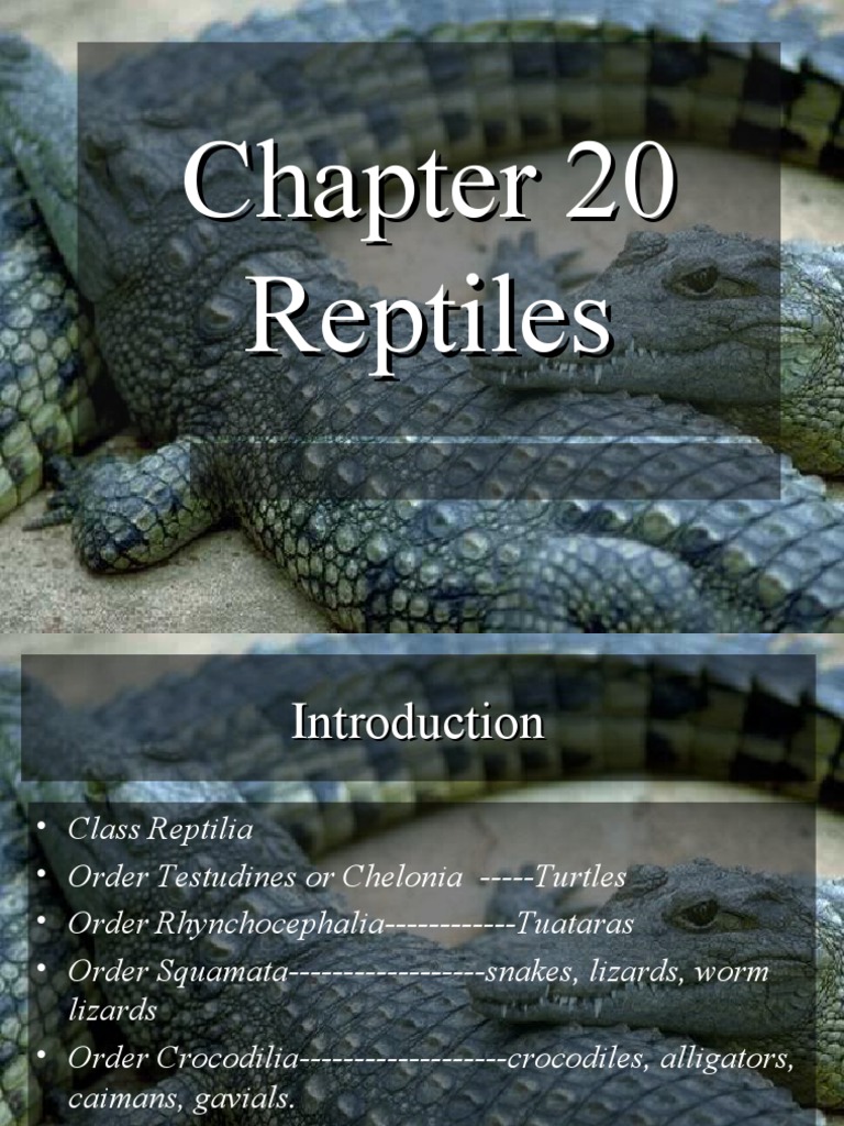 REPTILES | PDF | Reptile | Lizard