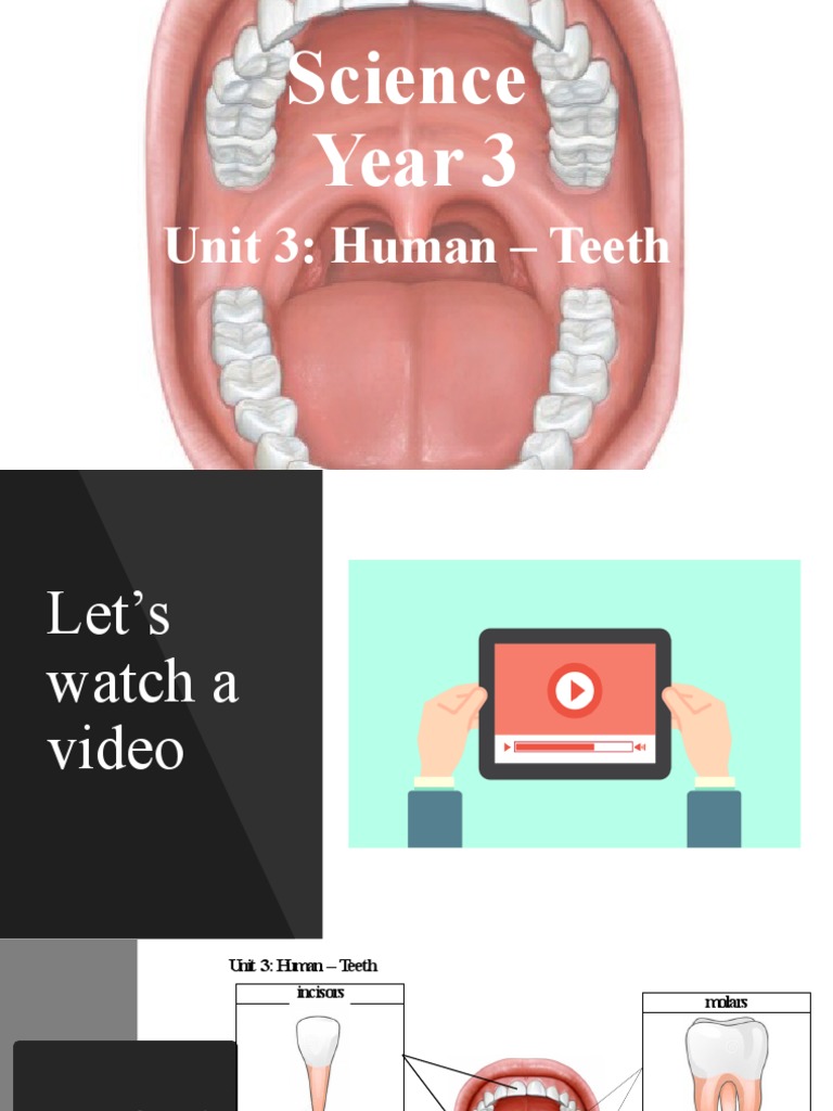 Science Year 3 Human Teeth | PDF