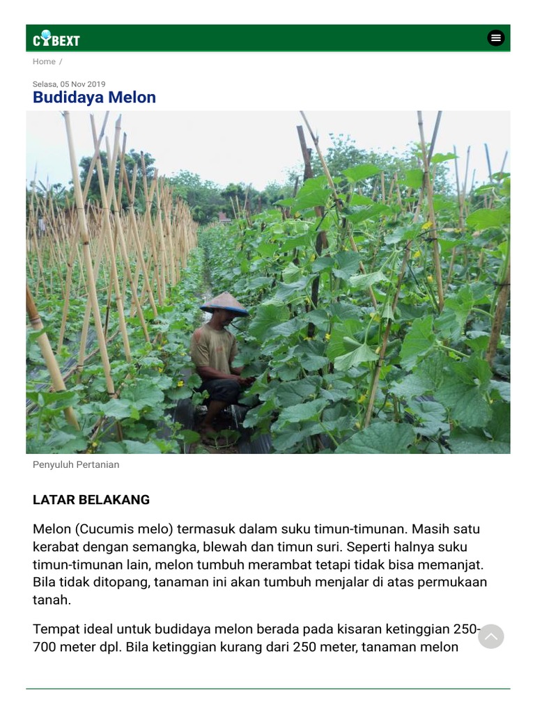 Budidaya Melon | PDF