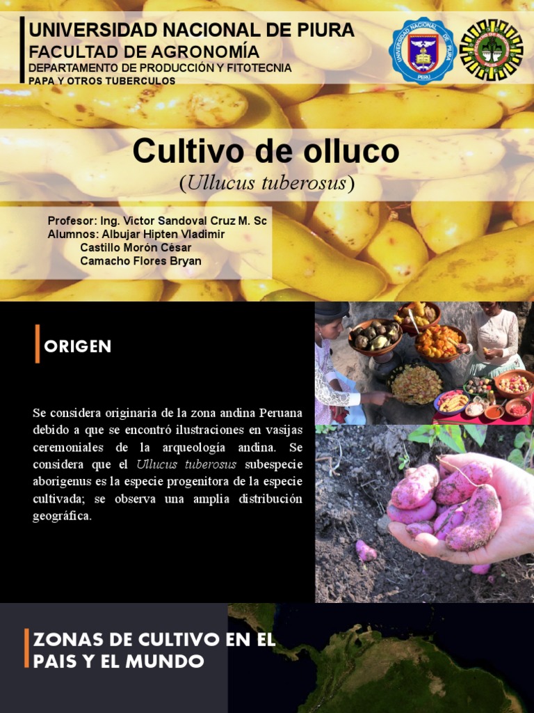 Cultivo de Olluco | PDF | Patata | Plantas