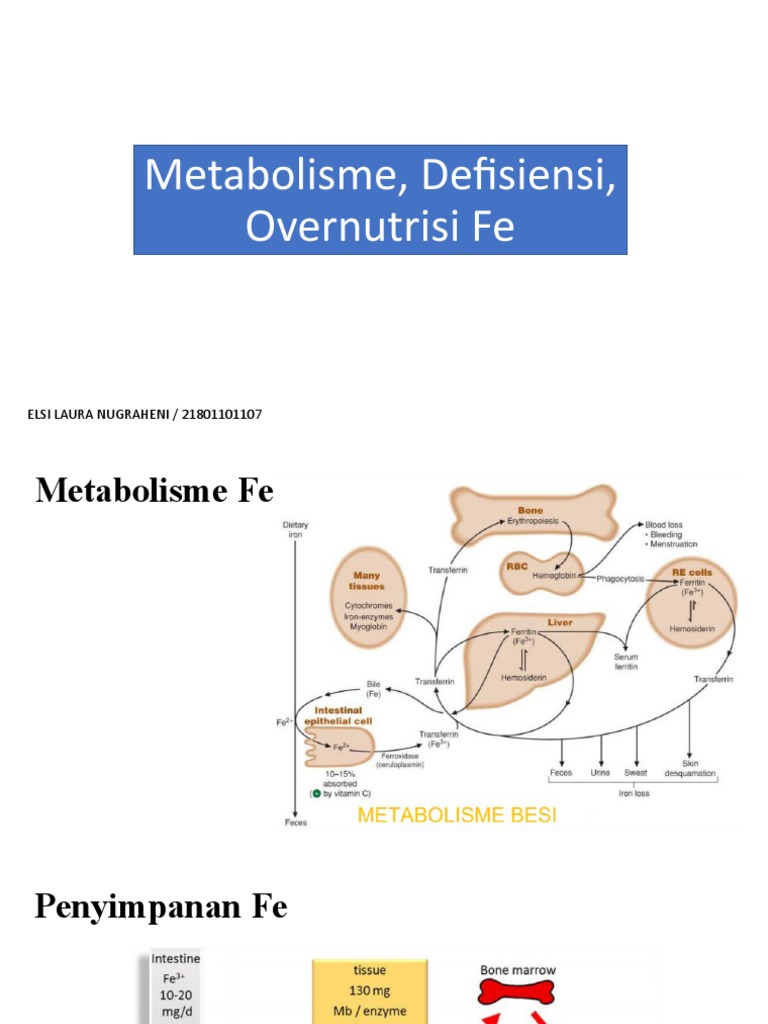 Metabolisme, Defisiensi, Overload Fe Dan Iodium | PDF