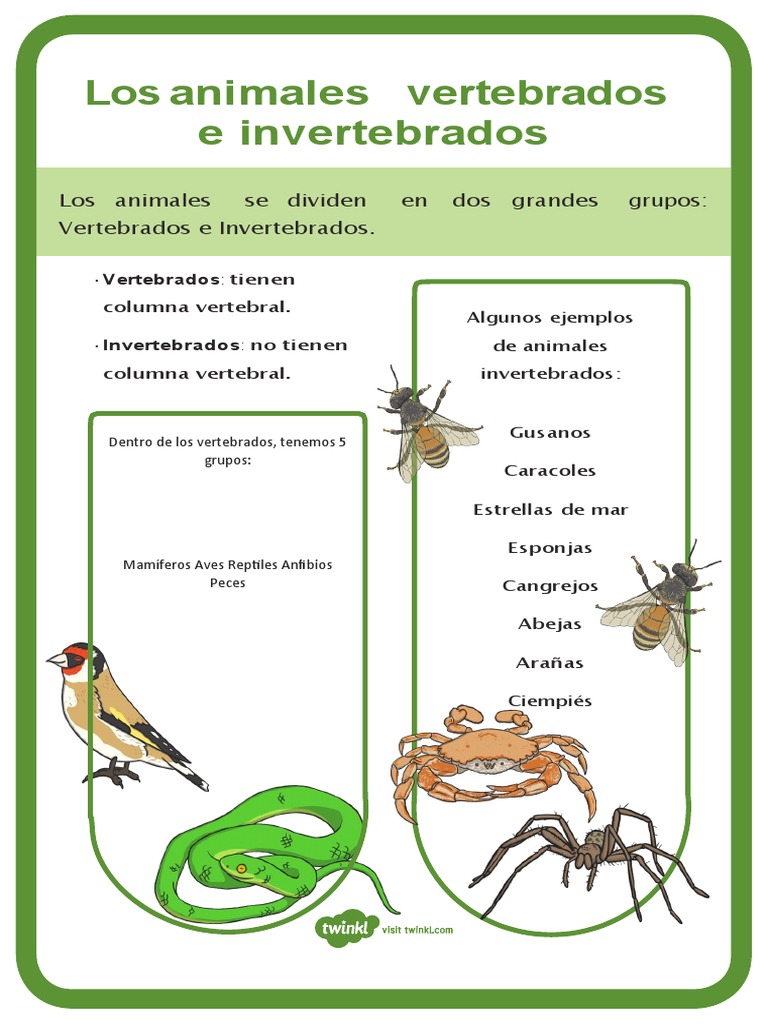 Vertebrados E Invertebrados